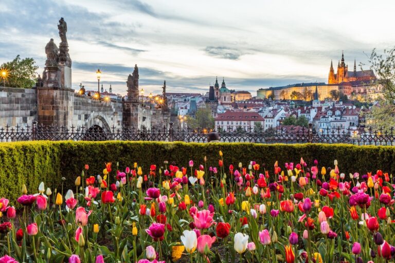 Program Search - IFSA